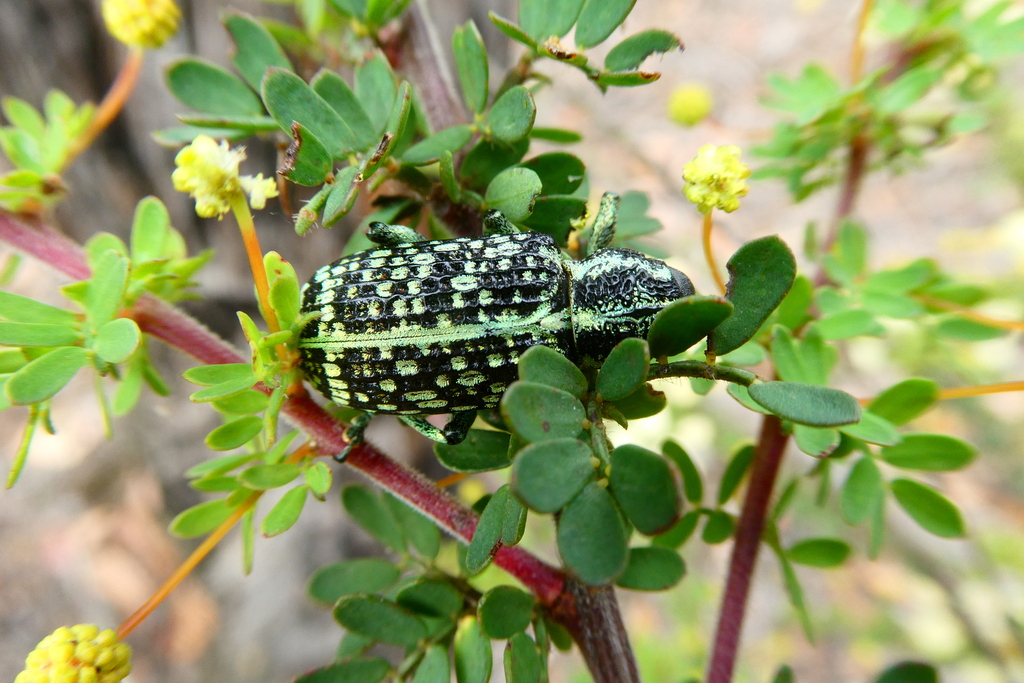 Botany Bay Diamond Weevil from Balliang VIC 3340, Australia on January ...