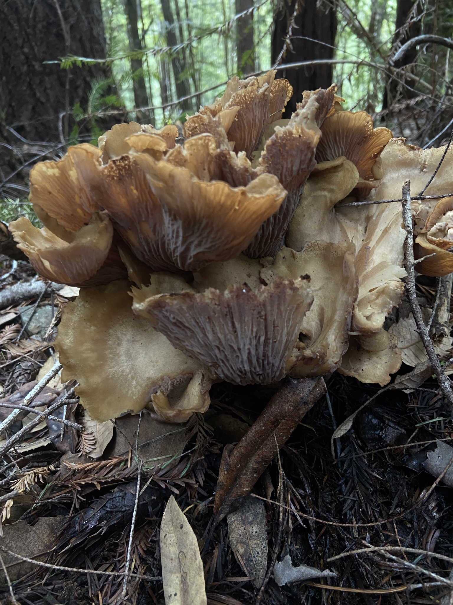 Gomphus clavatus (Pers.) Gray