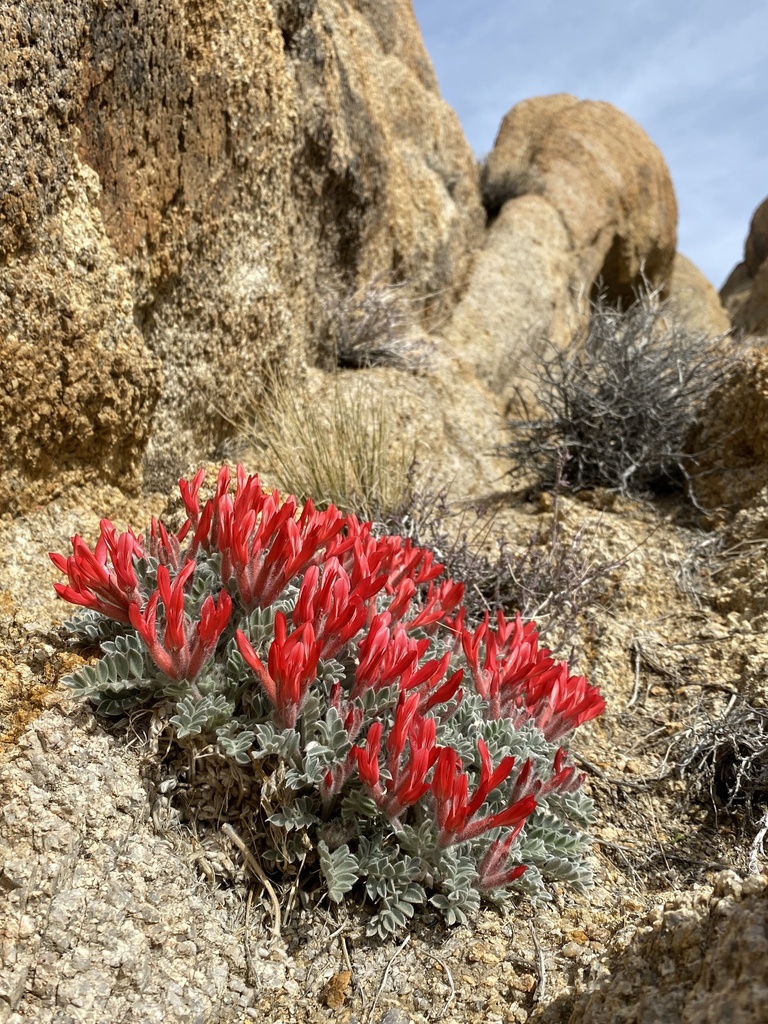 Scarlet Milkvetch from Alabama Hills, Independence, CA, US on February ...