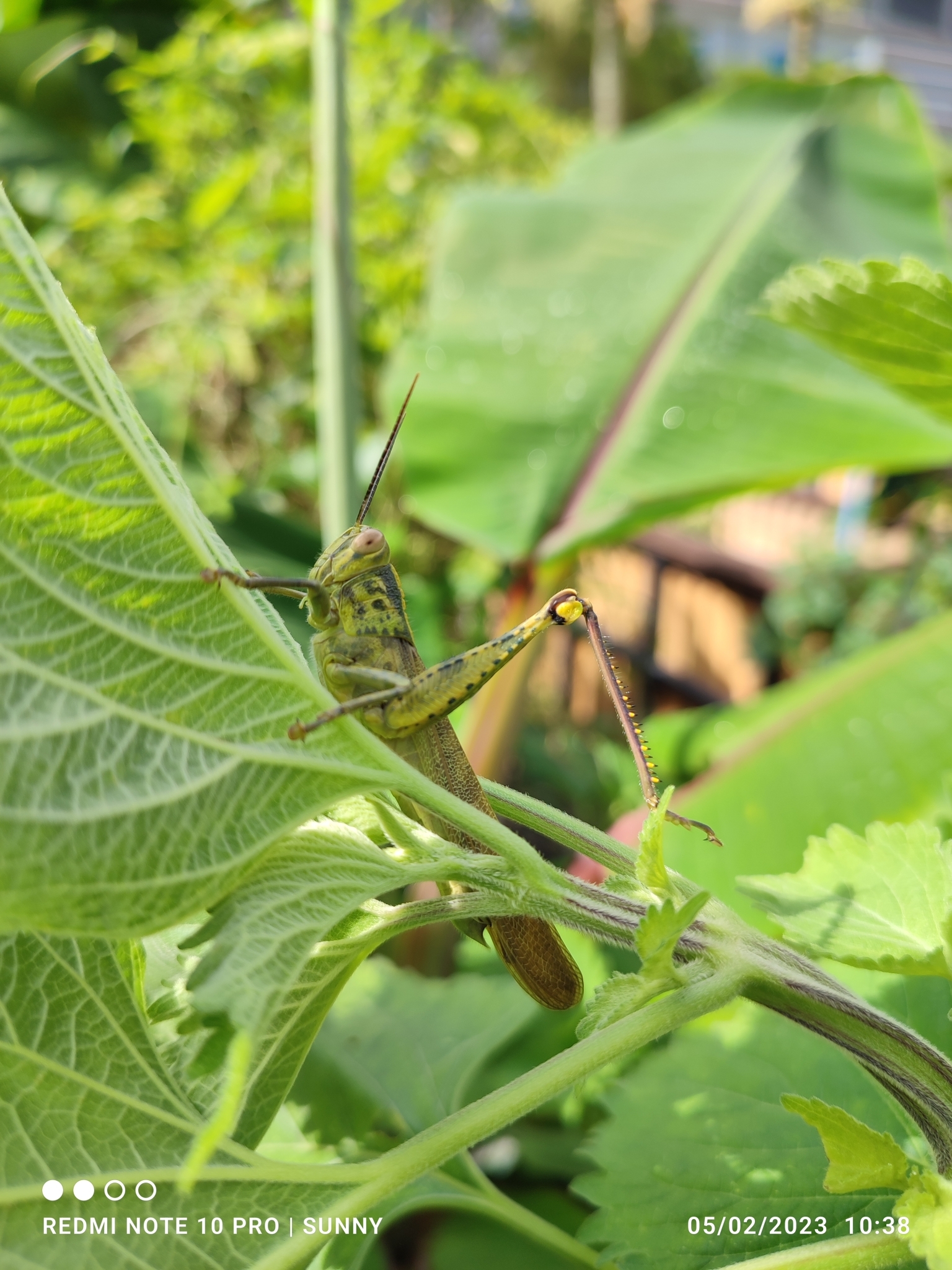 Valanga nigricornis (Burmeister, 1838)