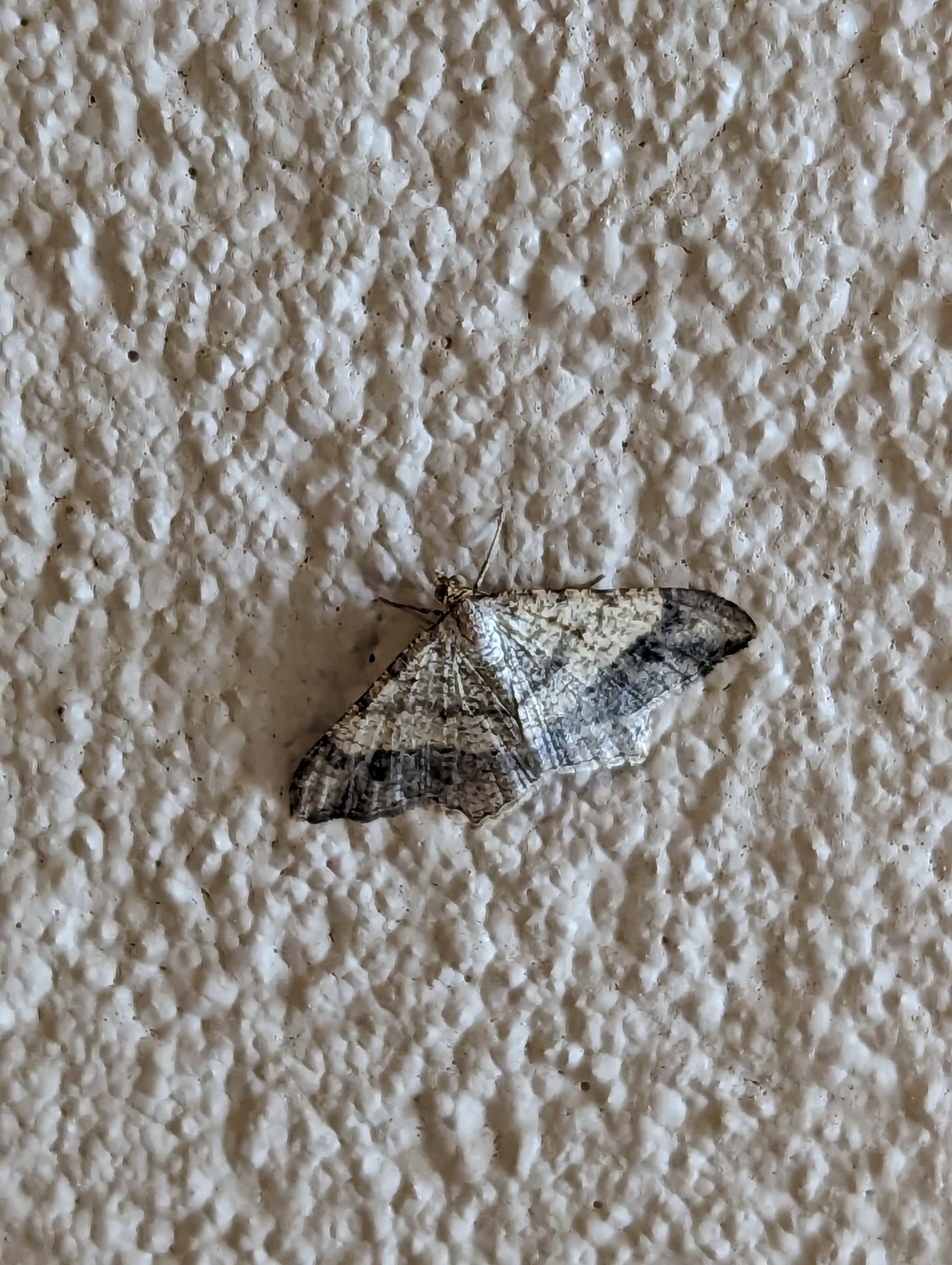 Macaria abydata Guenée