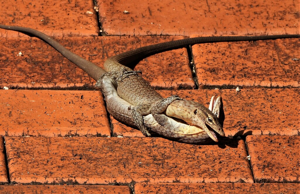 Freckled Monitor from Strathdickie QLD 4800, Australia on February 05 ...