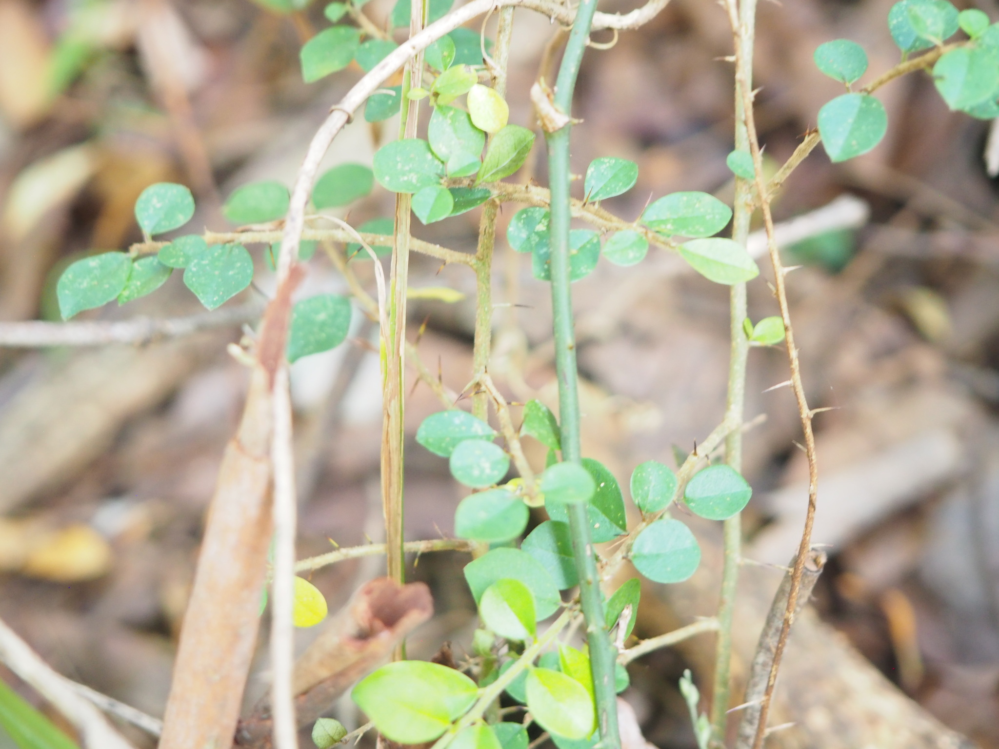 Maclura cochinchinensis (Lour.) Corner