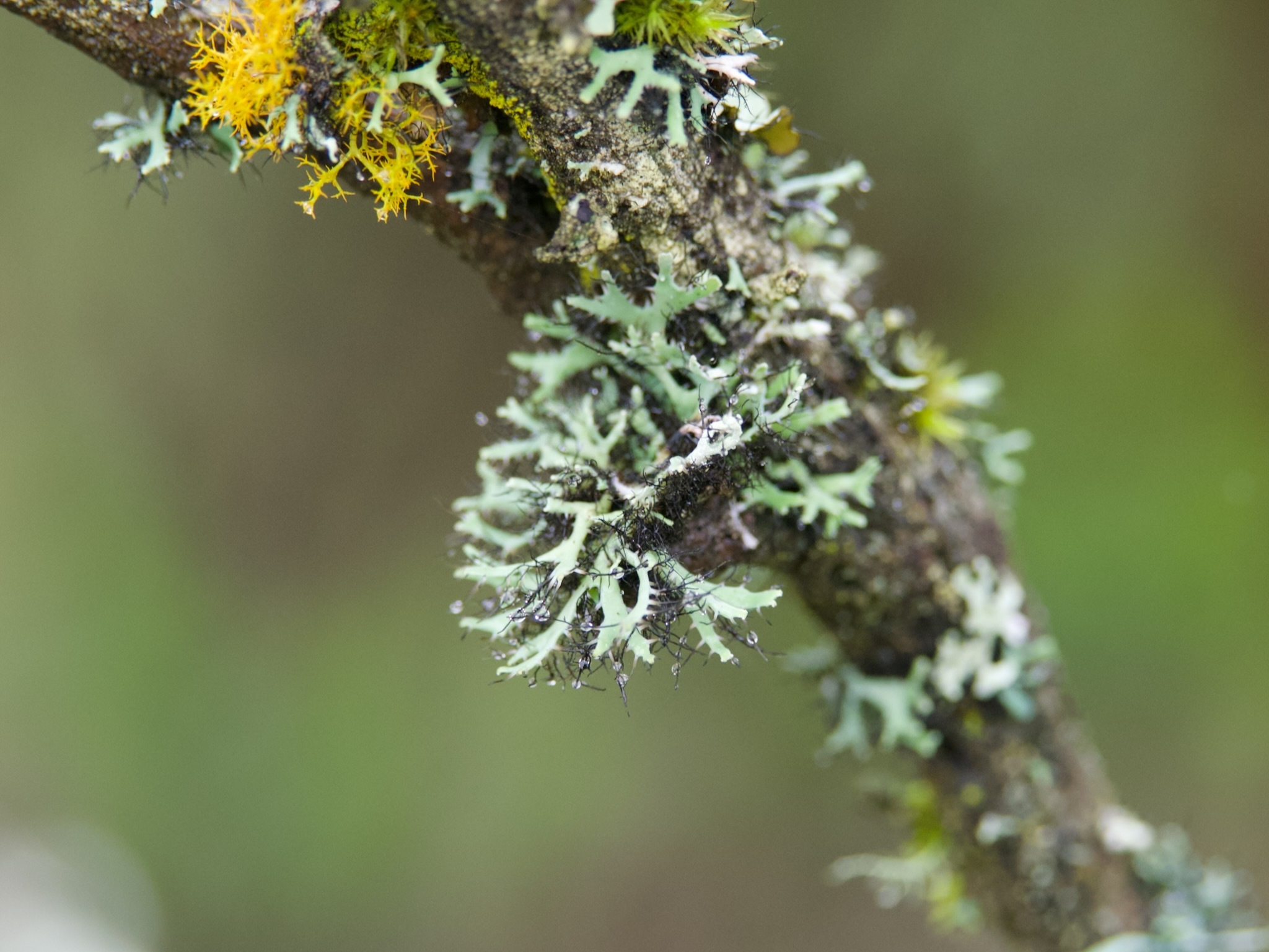 Leucodermia leucomelos (L.) Kalb