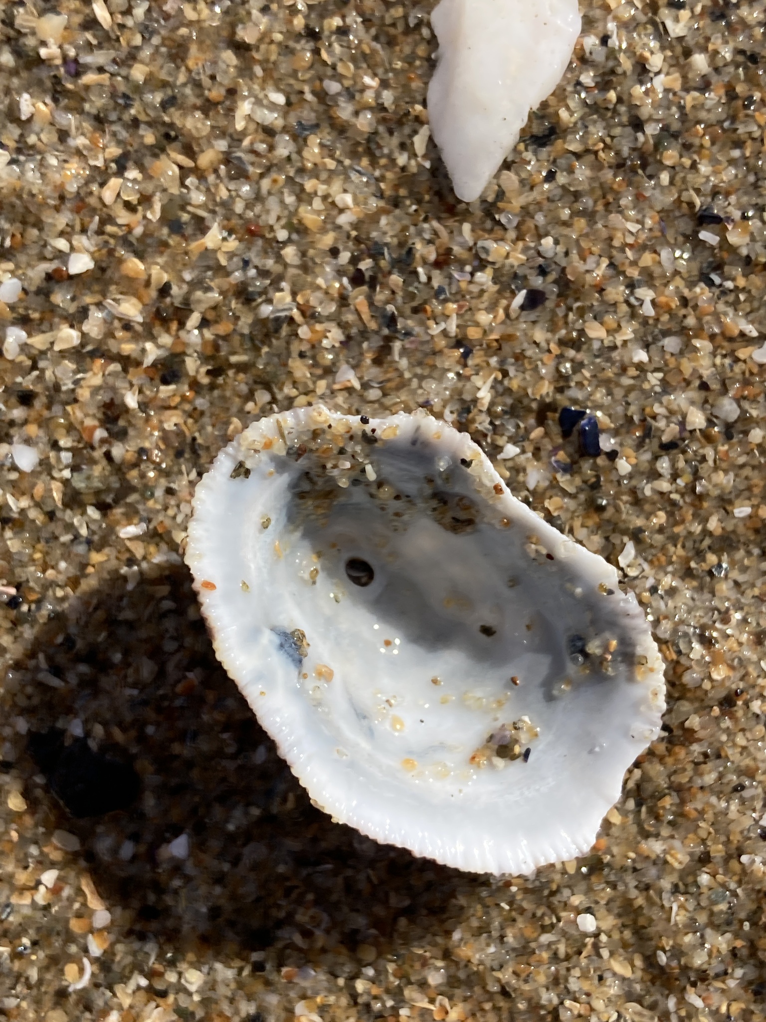 Diodora aspera (Rathke, 1833)