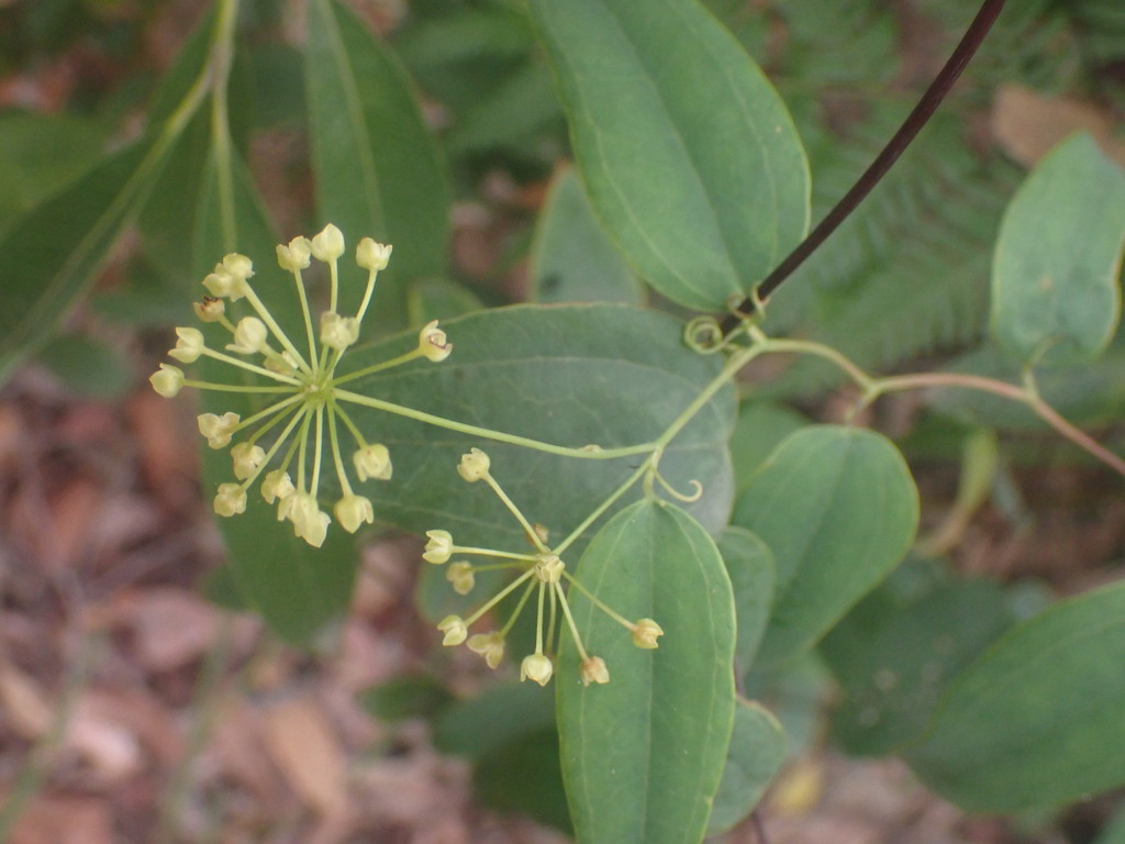 Sweet Sarsaparilla from Great Sandy NP, Cooloola QLD 4580, Australia on ...