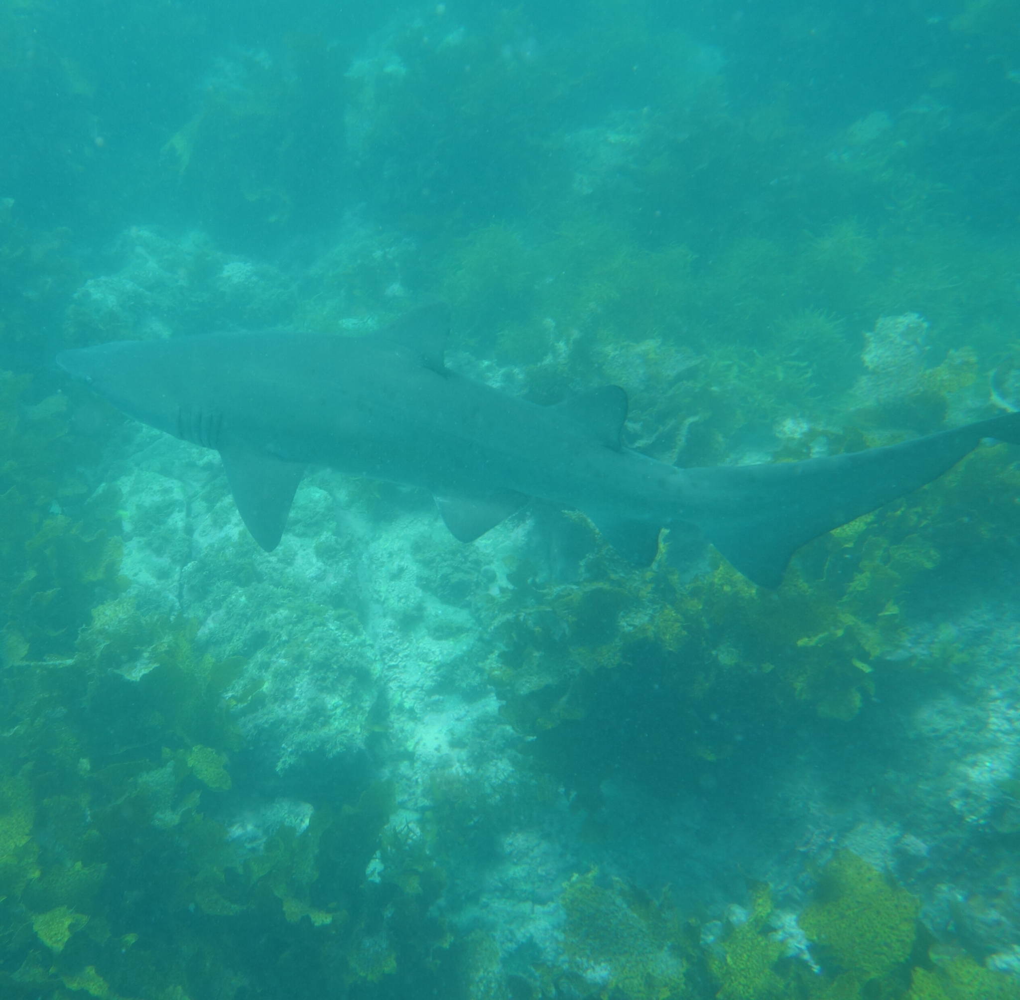 Lamniformes