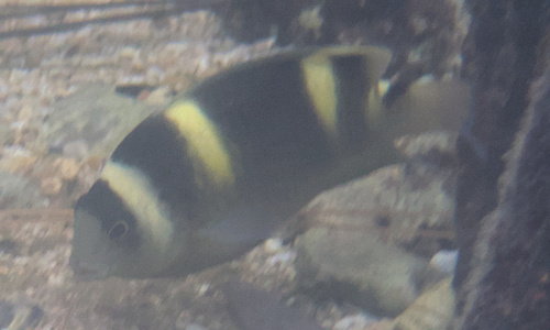 Banded Damselfish (Dischistodus fasciatus) · iNaturalist United Kingdom