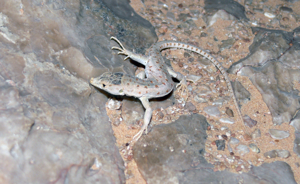 Red-spotted Lizard from Tinduf, Argelia on April 01, 2010 at 09:42 PM ...