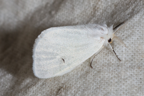 Leucoma platyrhabda · iNaturalist