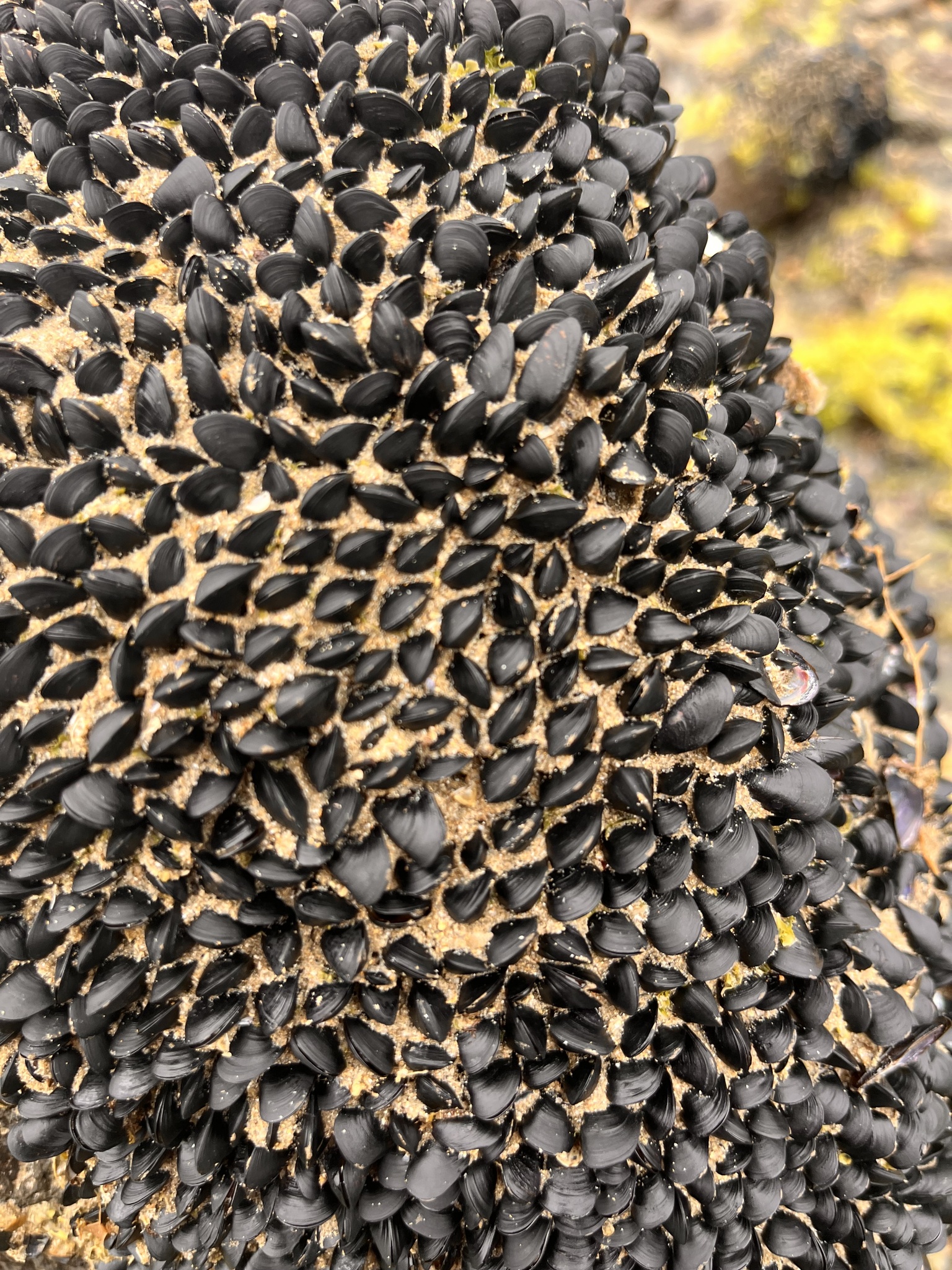 Xenostrobus pulex (Lamarck, 1819)