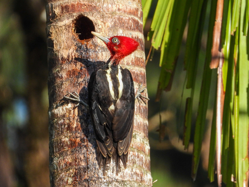 Photo 254938427, (c) James M. Maley, some rights reserved (CC BY ...