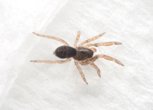 Dardurus silvaticus · iNaturalist