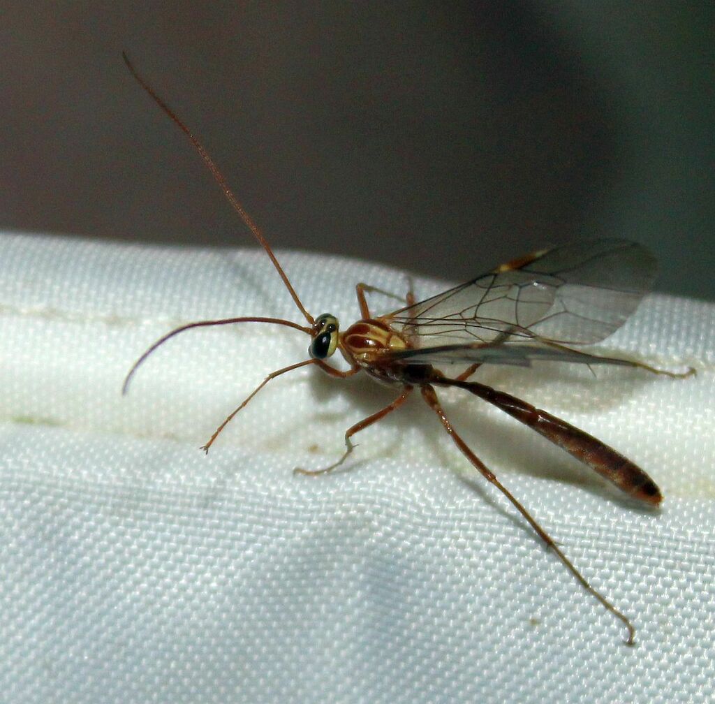 Ophion obscuratus from Netherton, Dudley, UK on February 05, 2023 at 07 ...