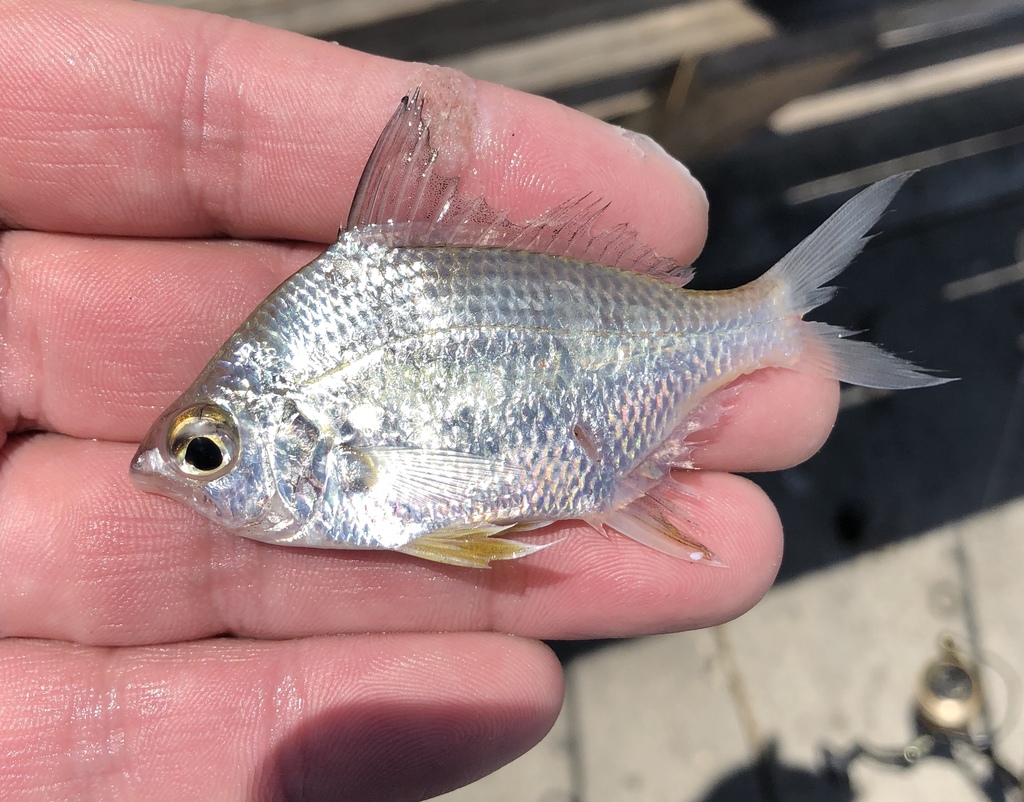 Mojarras (Gerreidae) - Marine Life Identification