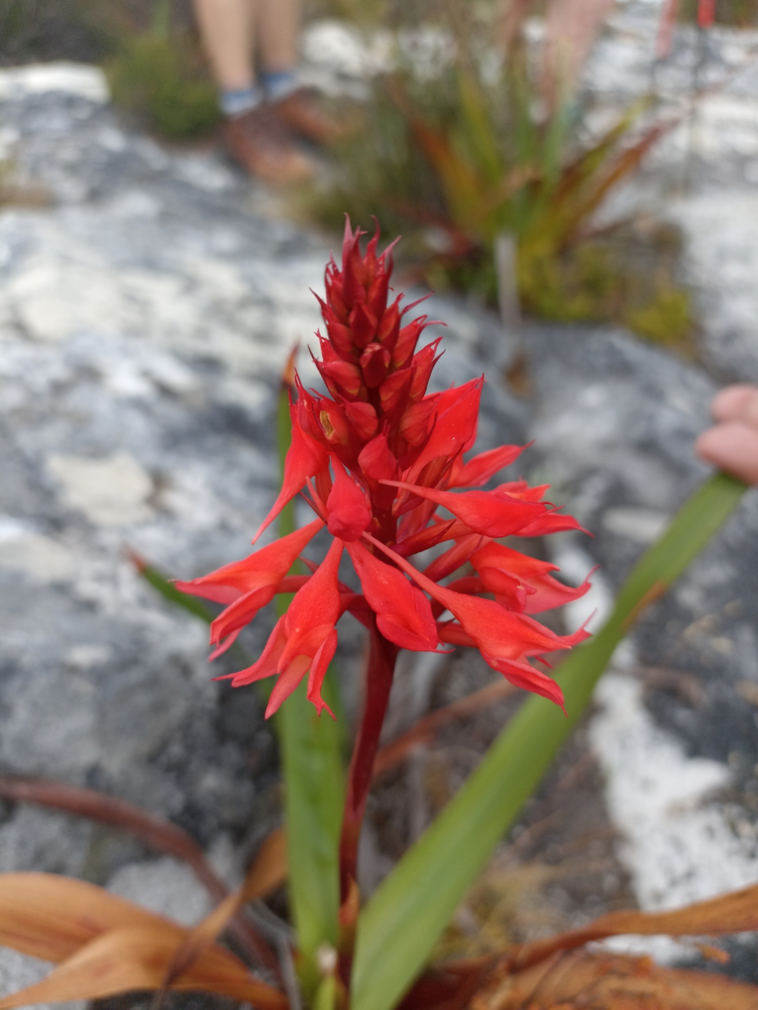 Disa ferruginea Sw.