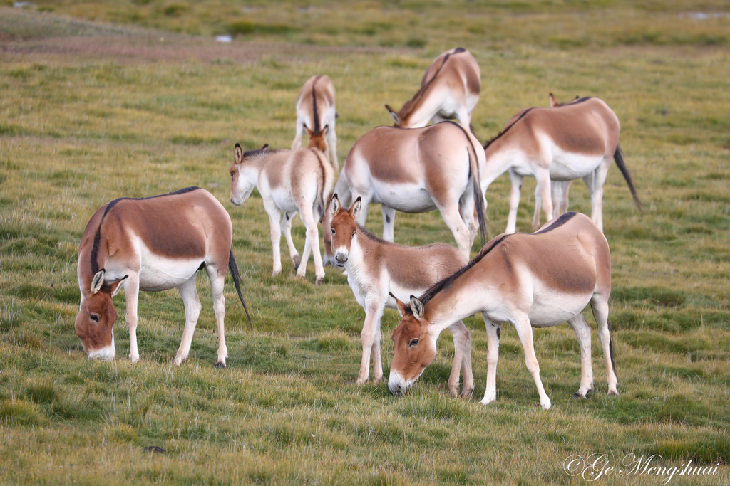 Kiang (Equus kiang) - Know Your Mammals
