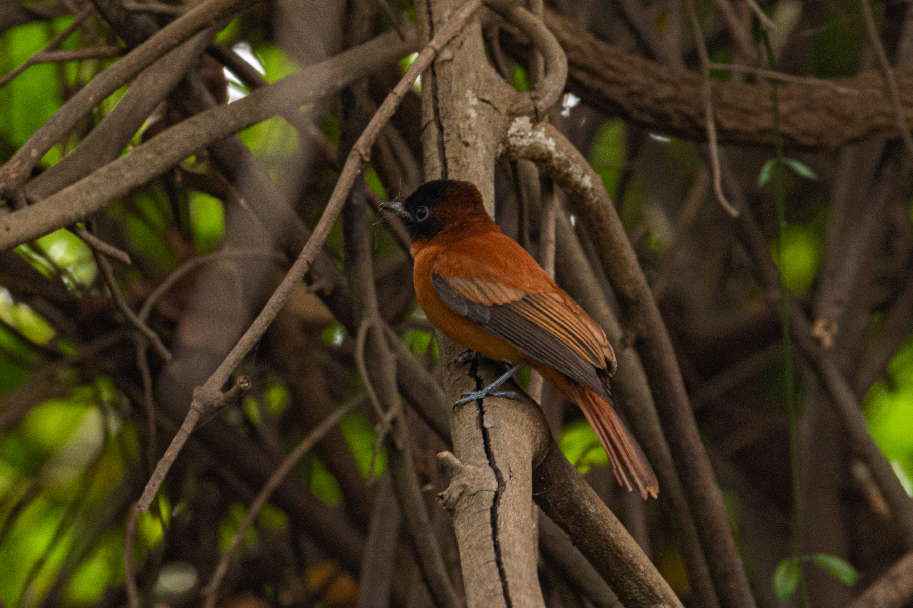 Terpsiphone rufiventer (Swainson, 1837)