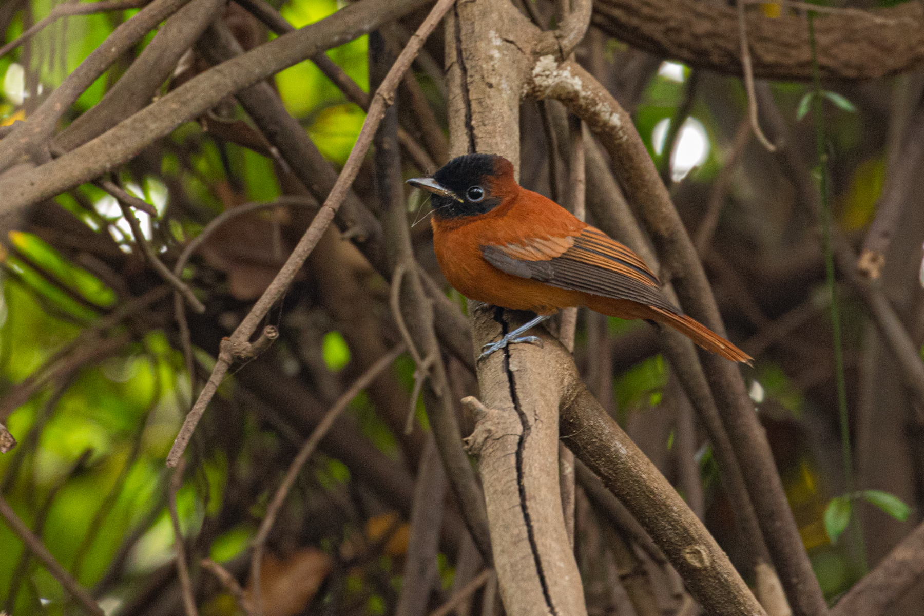 Terpsiphone rufiventer (Swainson, 1837)