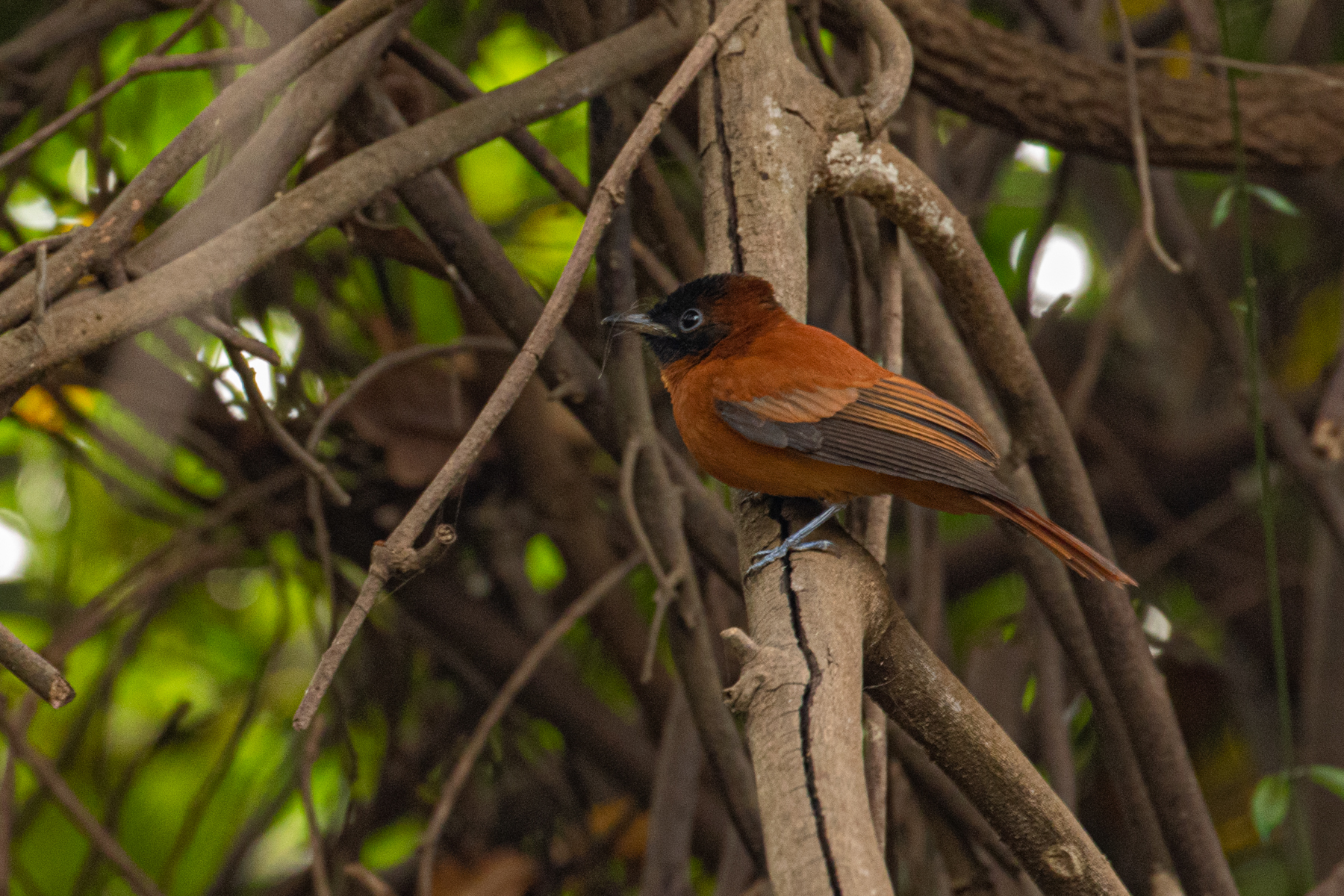 Terpsiphone rufiventer (Swainson, 1837)