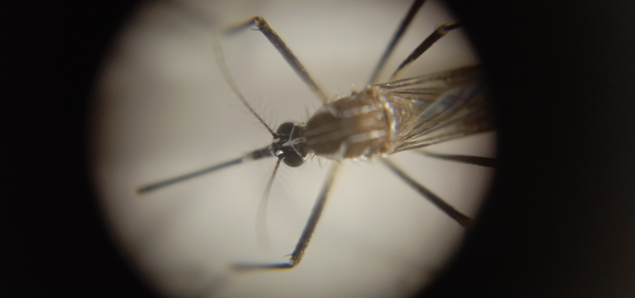 Aedes aegypti (Linnaeus, 1762)