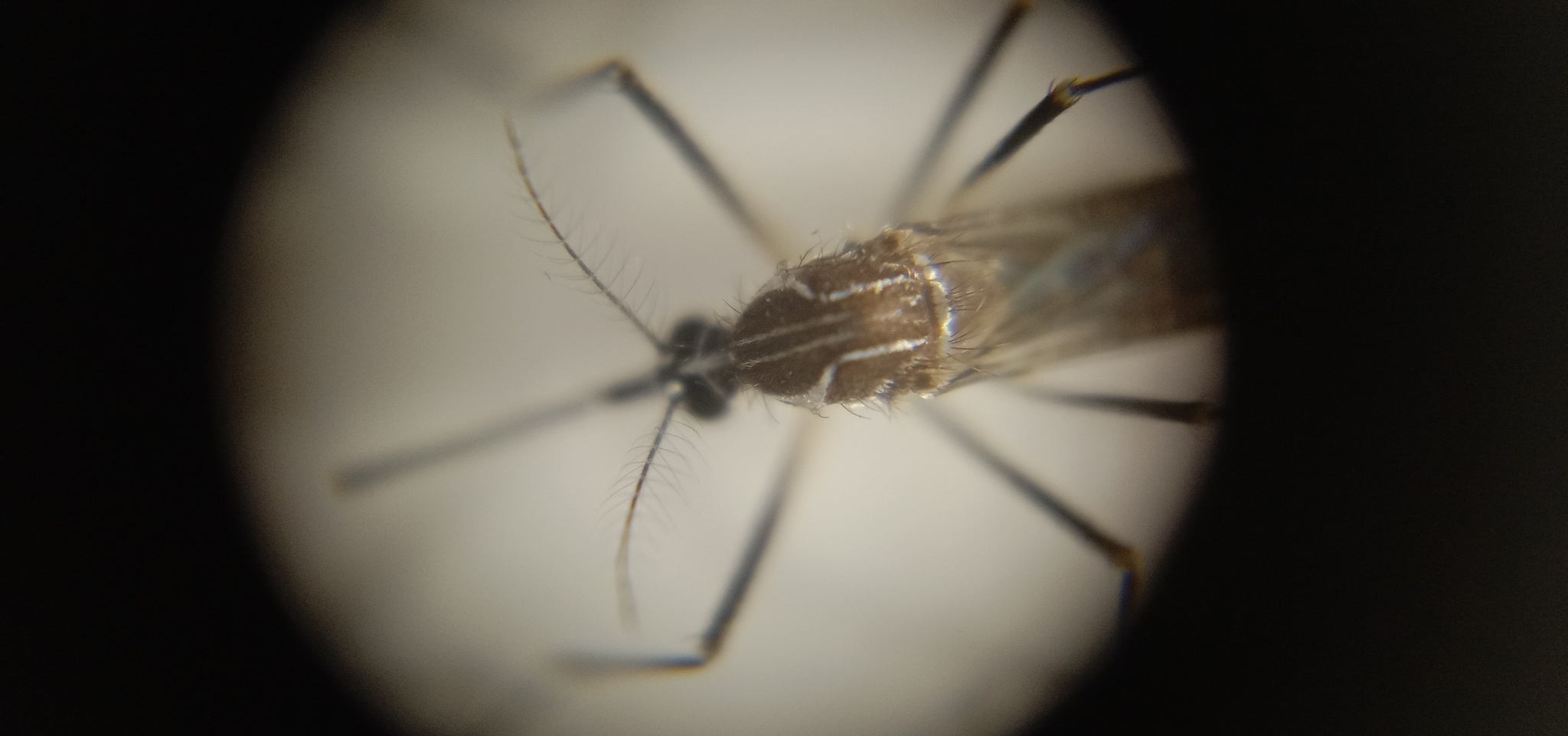 Aedes aegypti (Linnaeus, 1762)