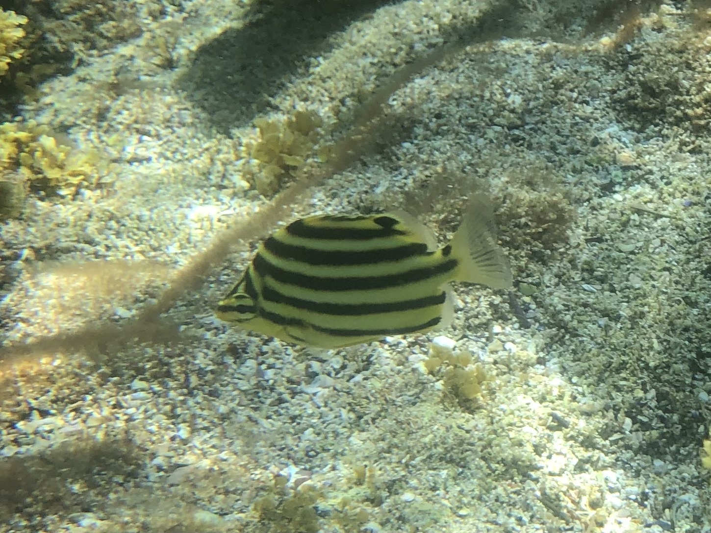 Microcanthus Swainson, 1839