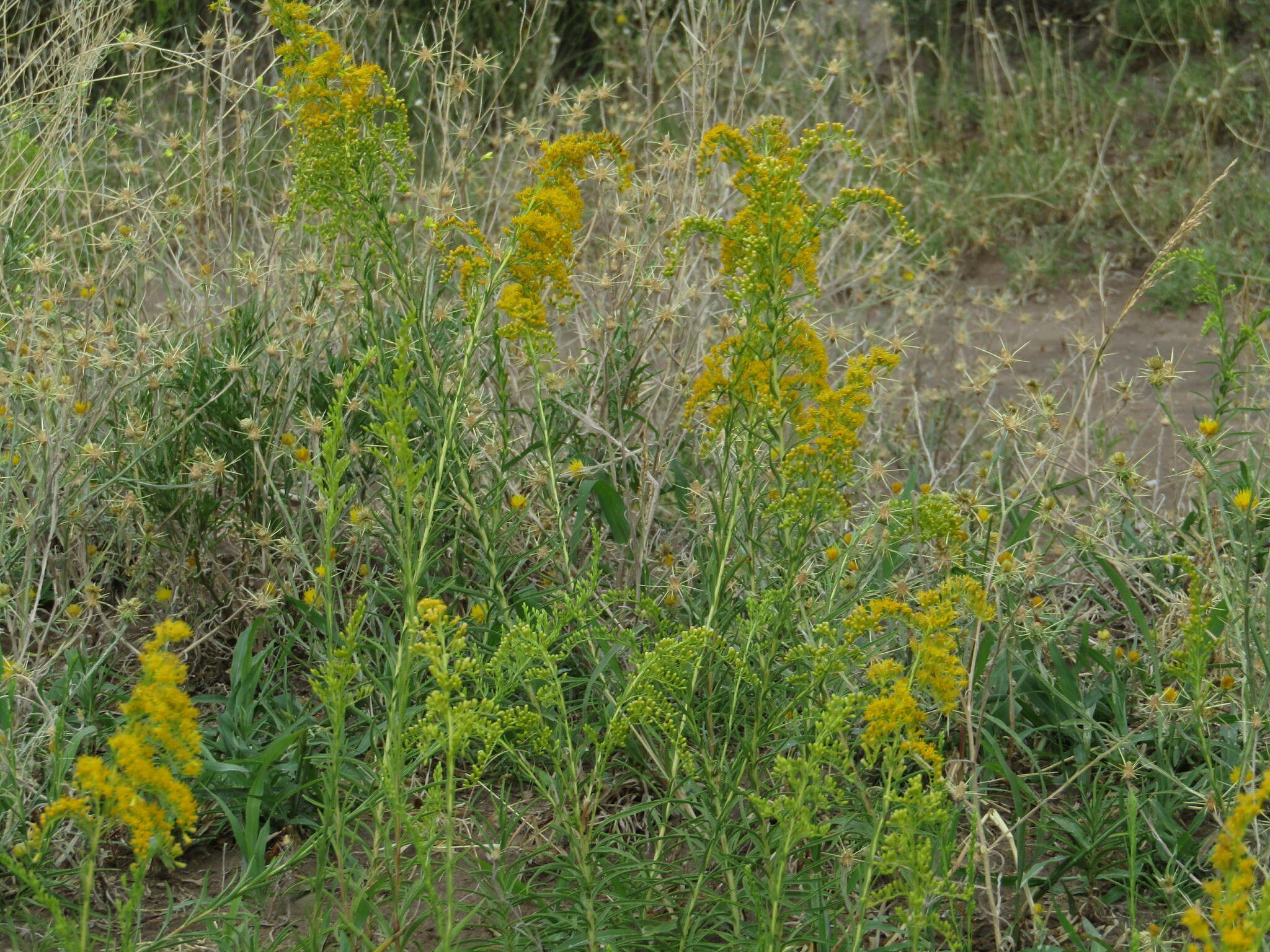 Solidago chilensis Meyen