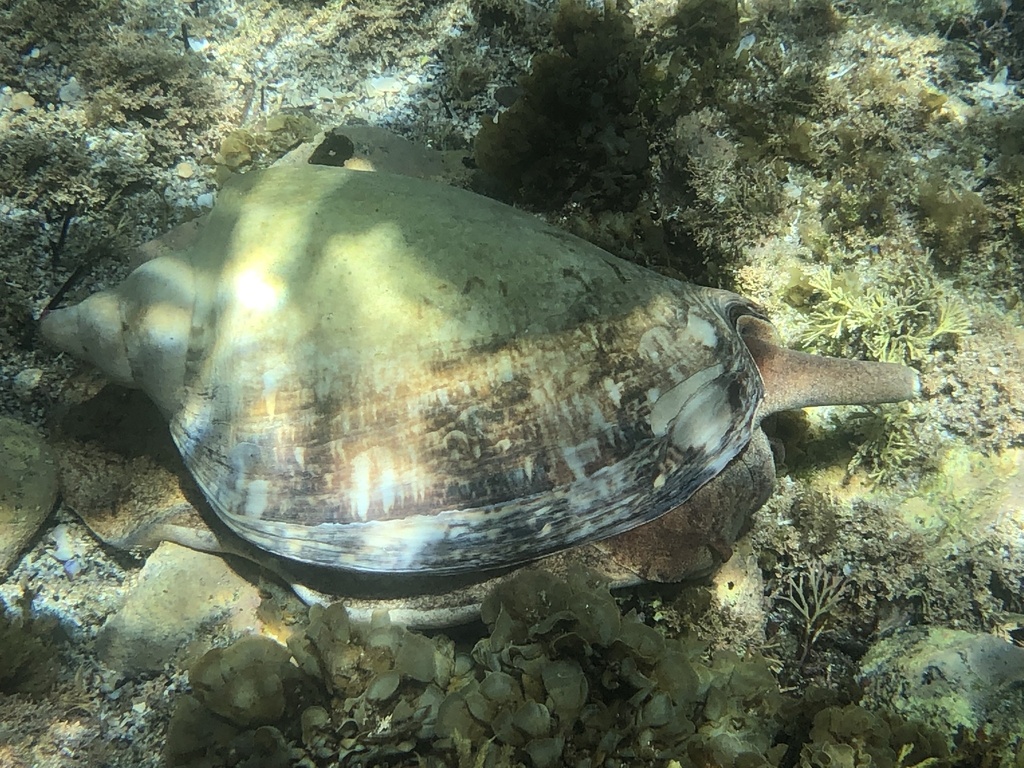 Magnificent Volute from Tasman Sea, Shell Cove, NSW, AU on February 05 ...