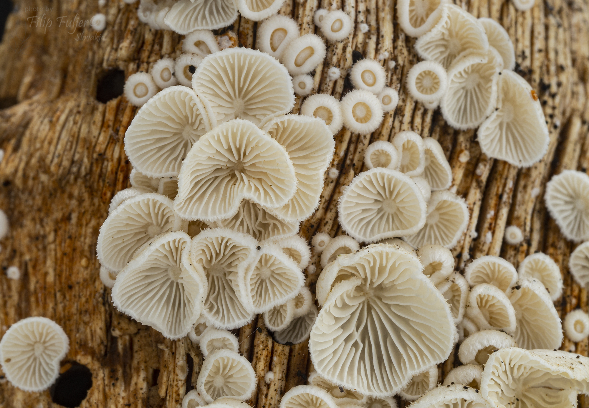 Chaetocalathus craterellus (Durieu & Lév.) Singer