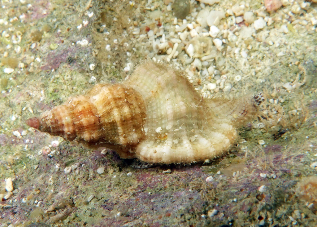 jeweled triton from Lakeside, Exmouth, WA, Australia on February 12 ...