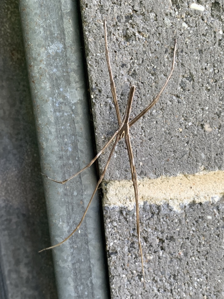 Rufous Net-casting Spider from Scenic Dr, Nowra, NSW, AU on February 5 ...