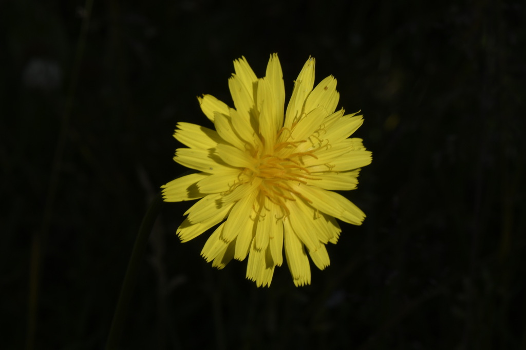 Yam Daisy (Microseris lanceolata) - Botanical Realm