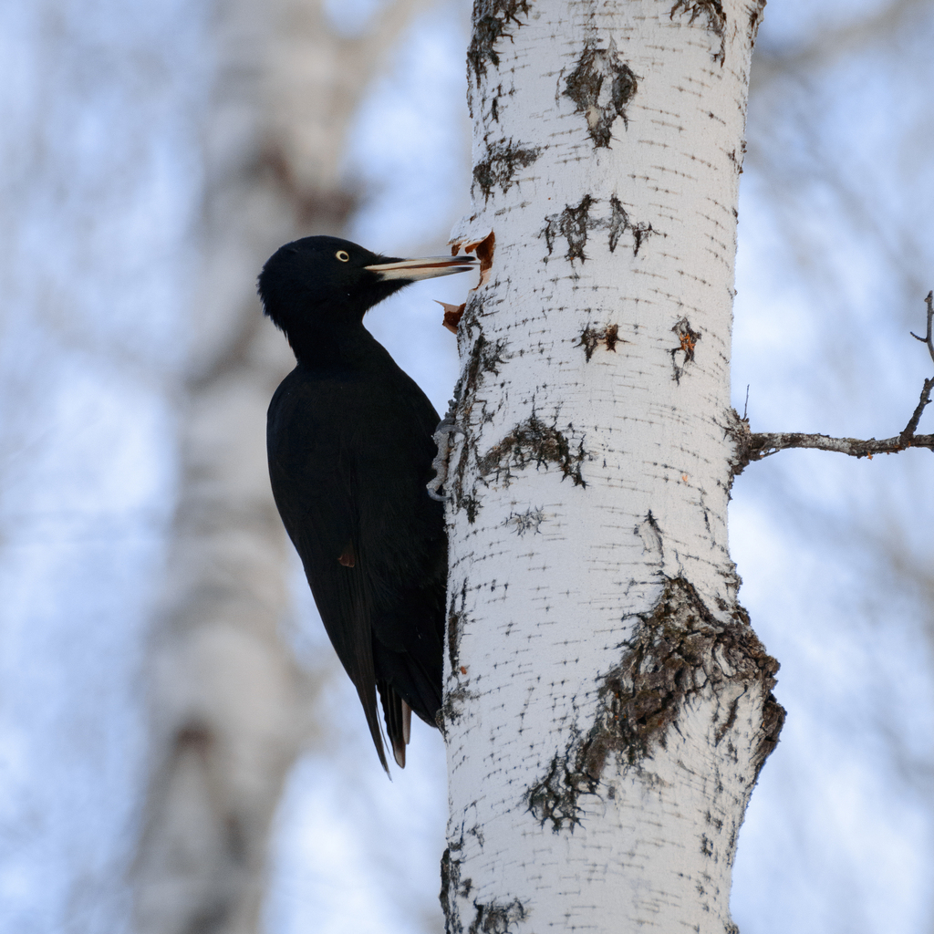 Black Woodpecker from г. Каменск-Уральский, Свердловская обл., Россия ...