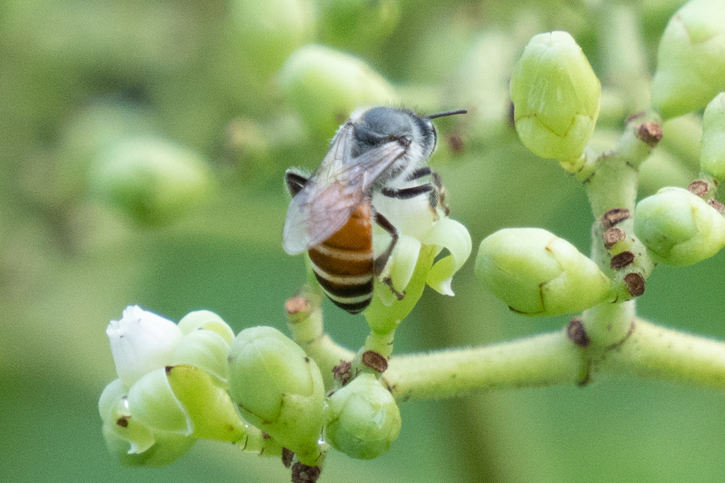 Red Dwarf Honey Bee from Jurong Lake Gardens, SG on February 5, 2023 at ...