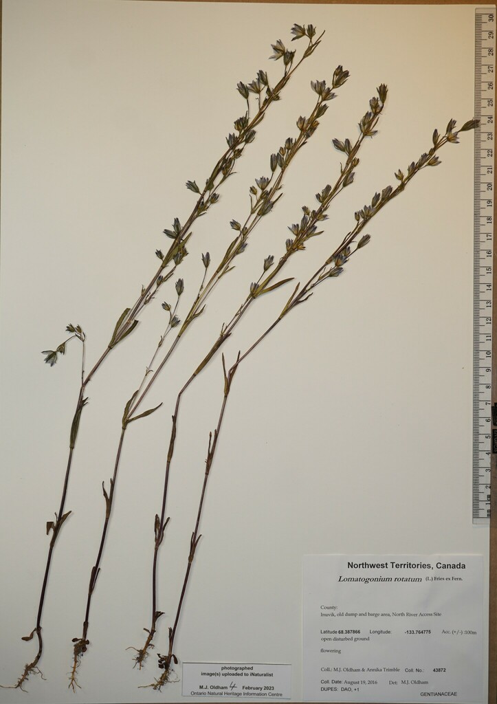 Marsh Felwort from Canada, Northwest Territories, County, Inuvik, old ...
