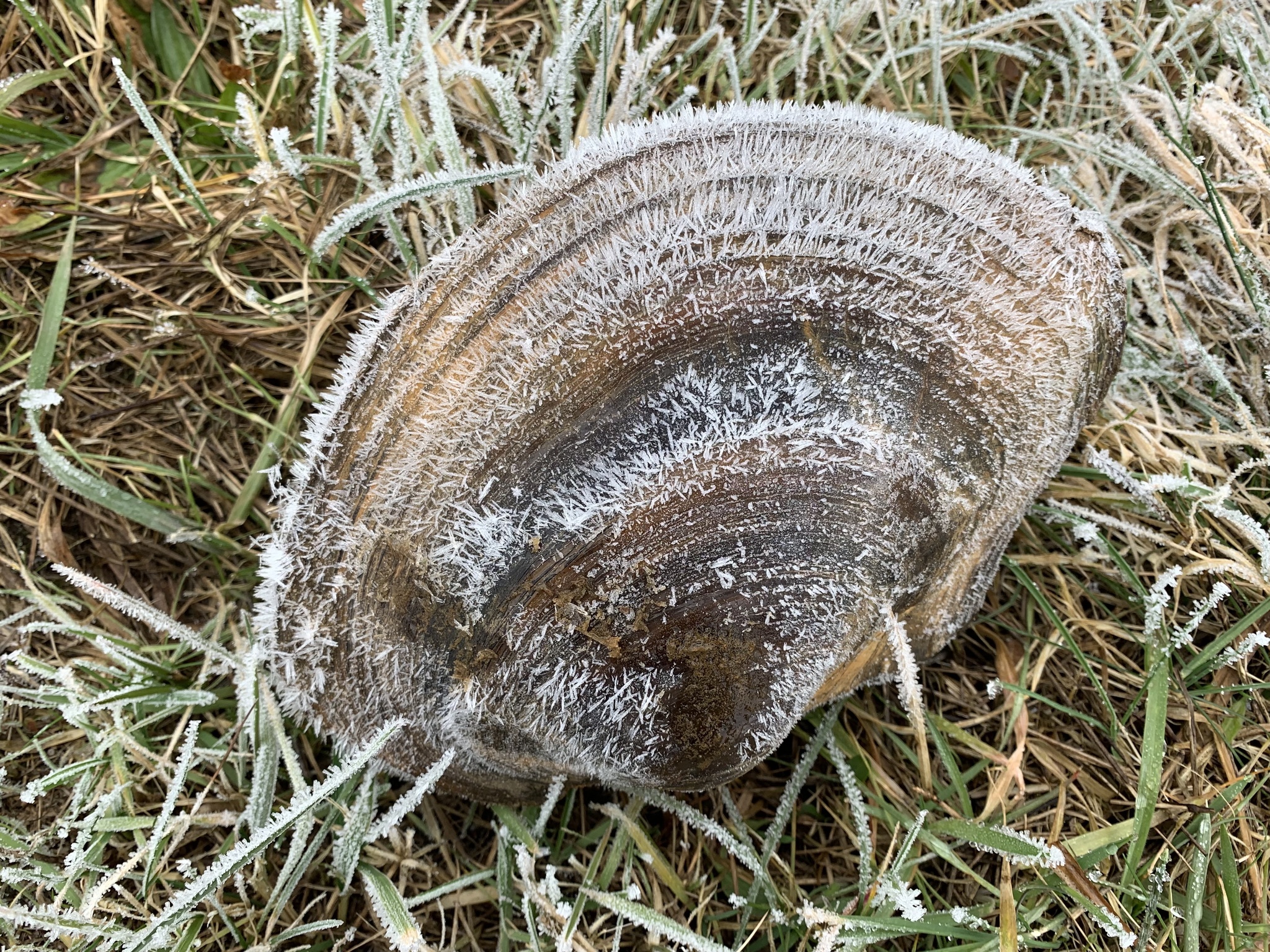 Sinanodonta woodiana (I.Lea, 1834)