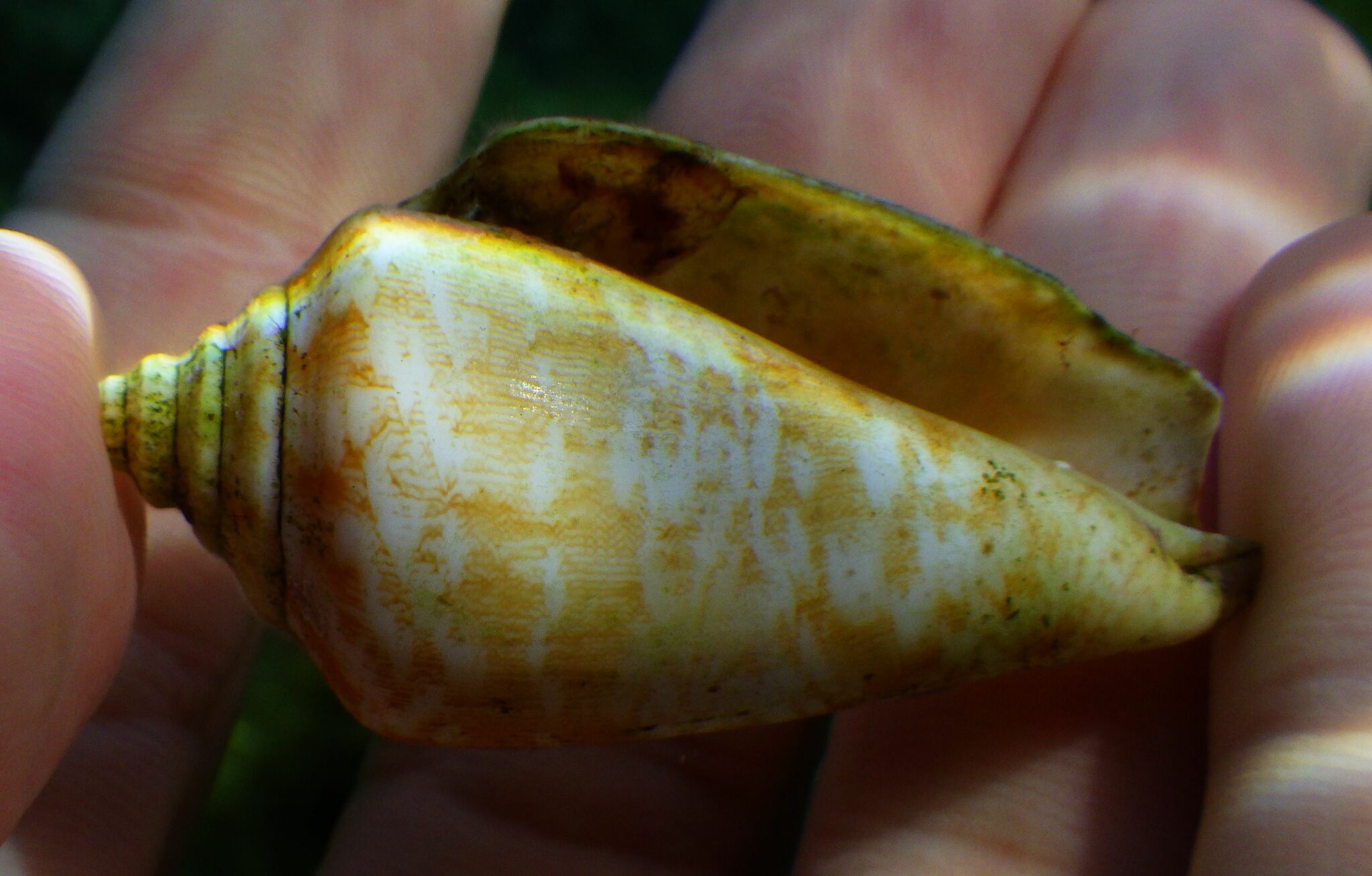 Conomurex persicus (Swainson, 1821)