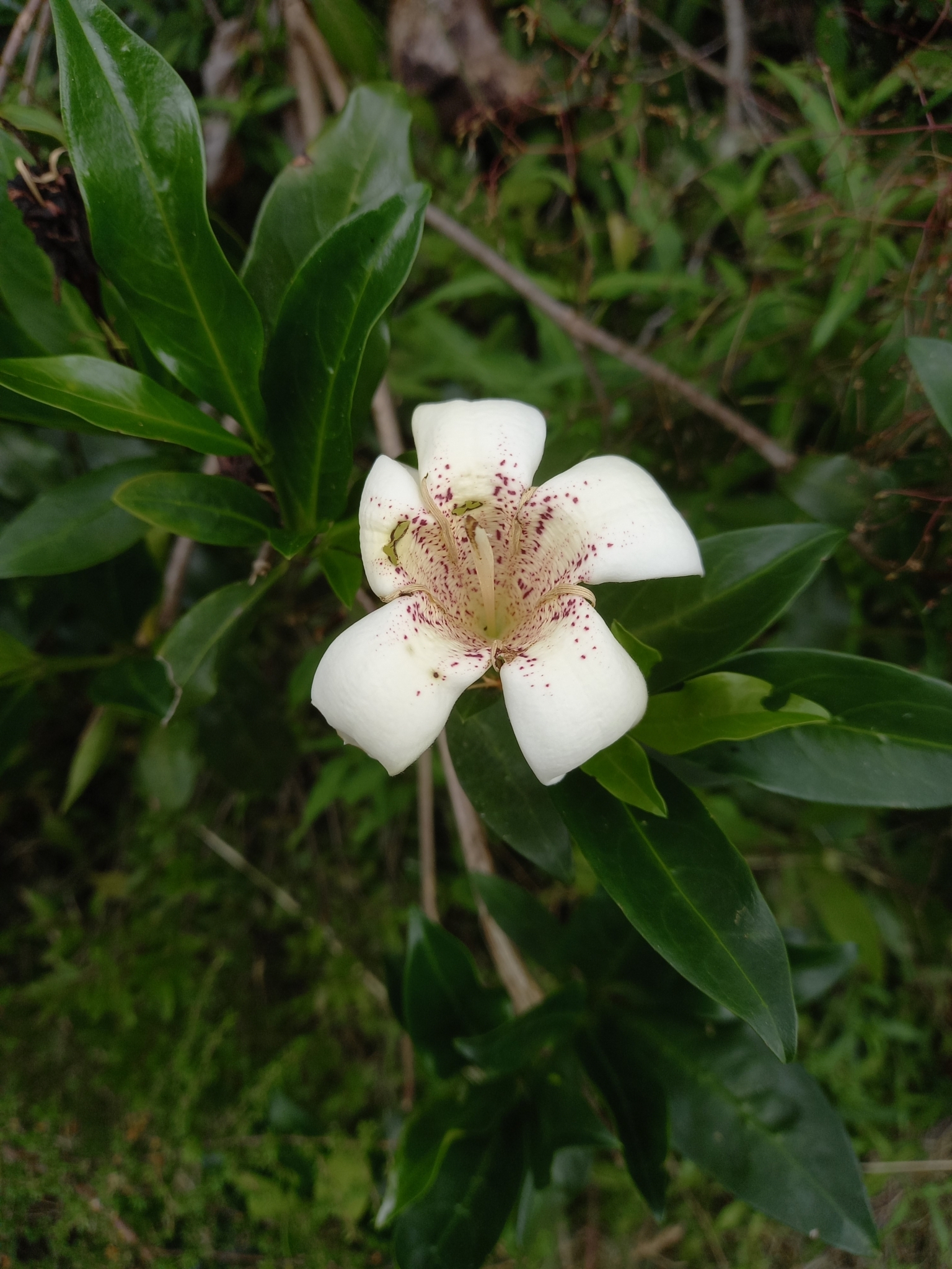 Rothmannia capensis Thunb.