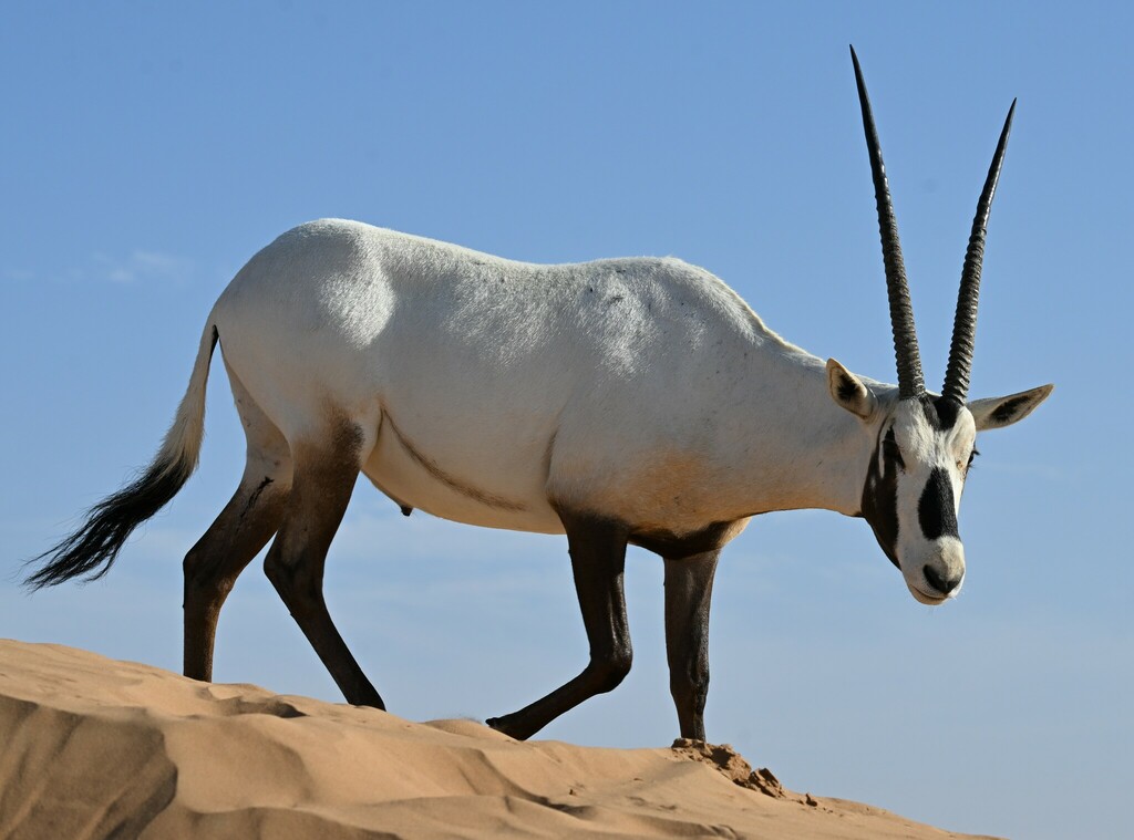 Oryxes (Oryx) - Know Your Mammals