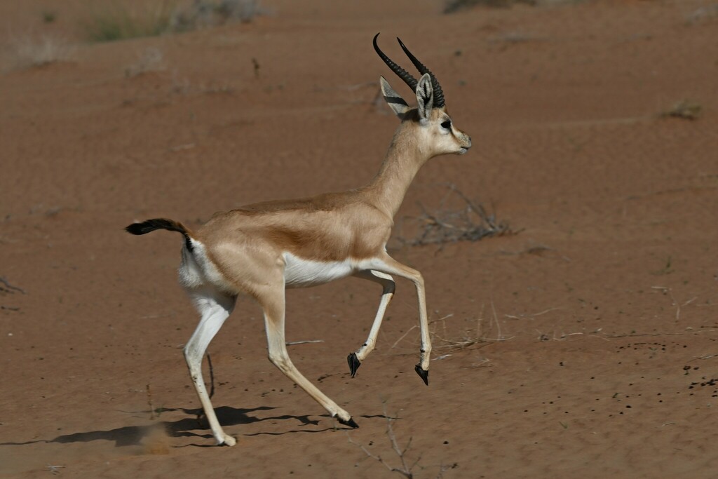 Dorcas Gazelle (Gazella dorcas) - Know Your Mammals