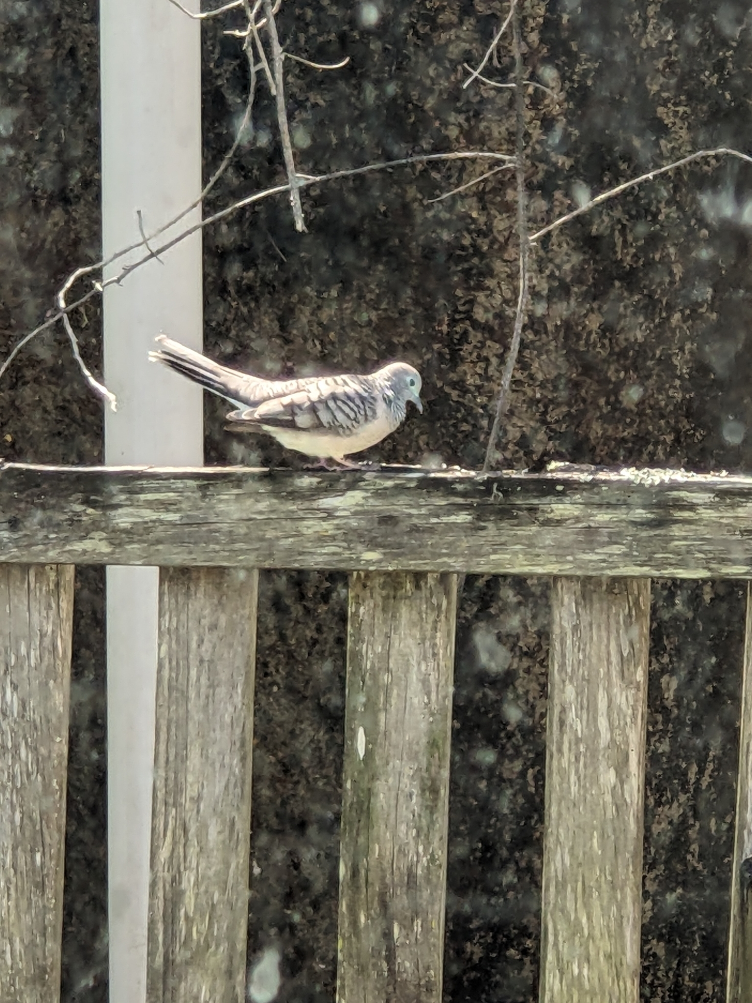 Geopelia placida Gould, 1844