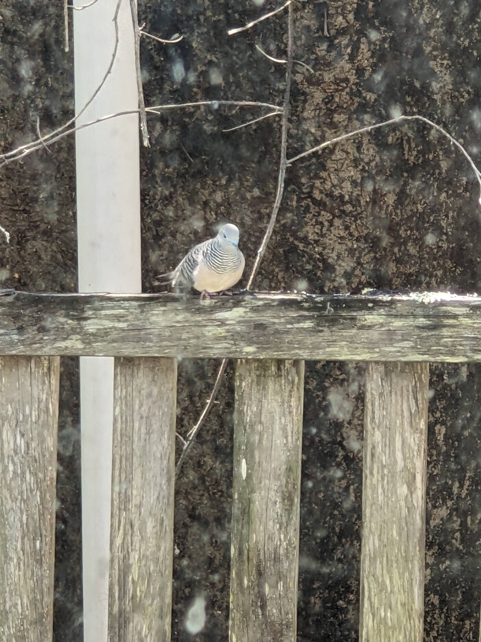 Geopelia placida Gould, 1844