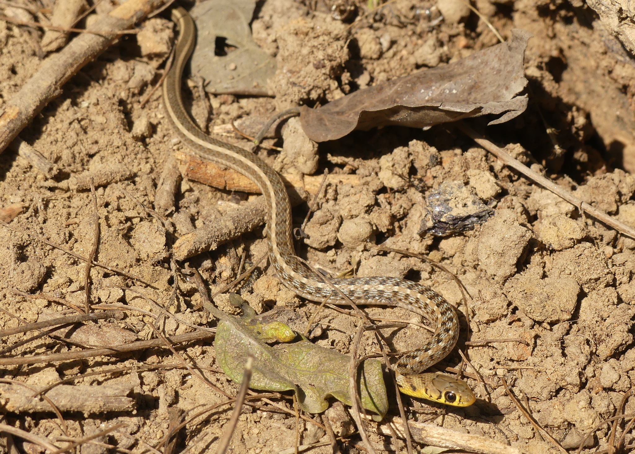 Amphiesma stolatum (Linnaeus, 1758)