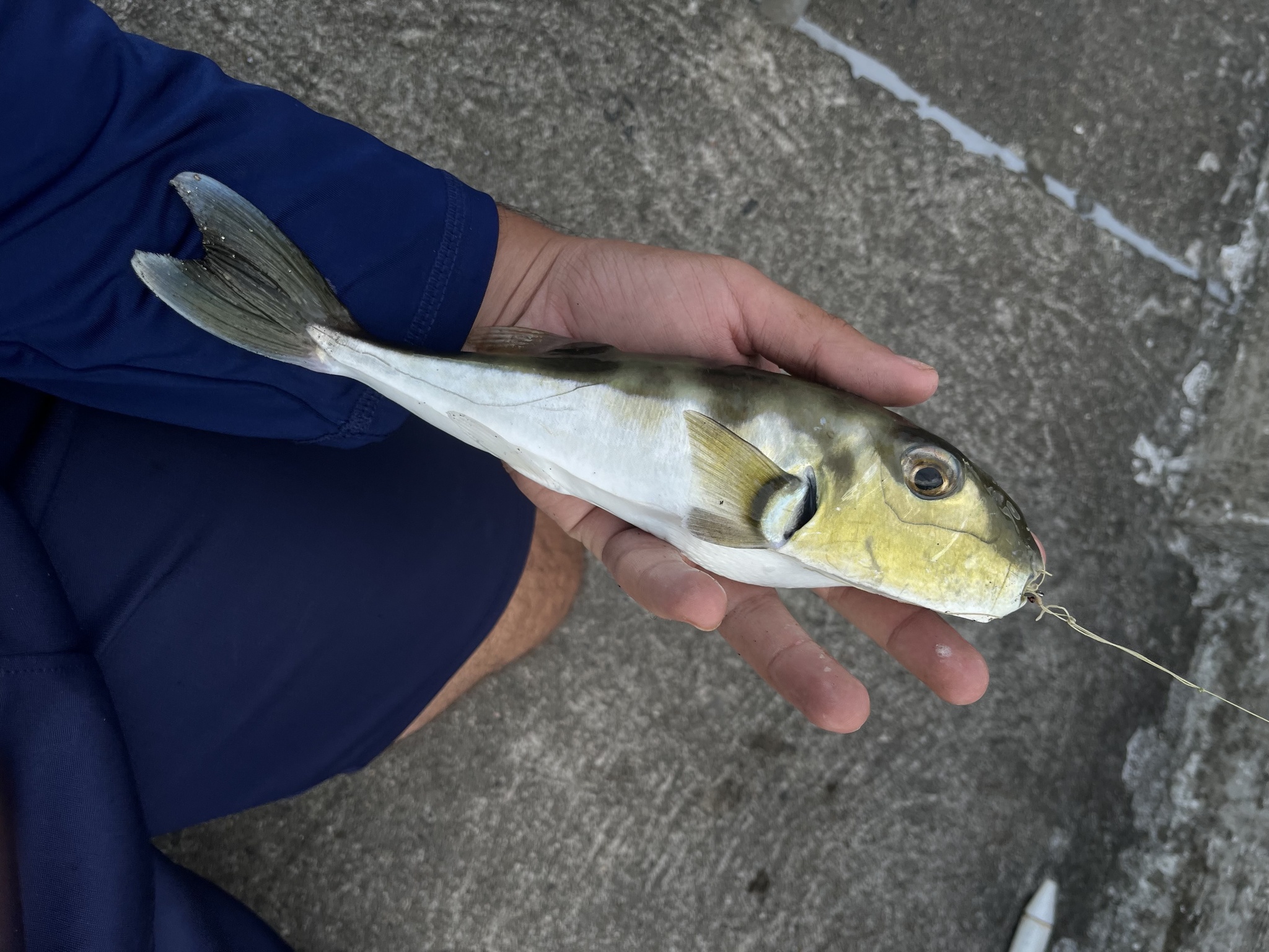 Lagocephalus laevigatus (Linnaeus, 1766)