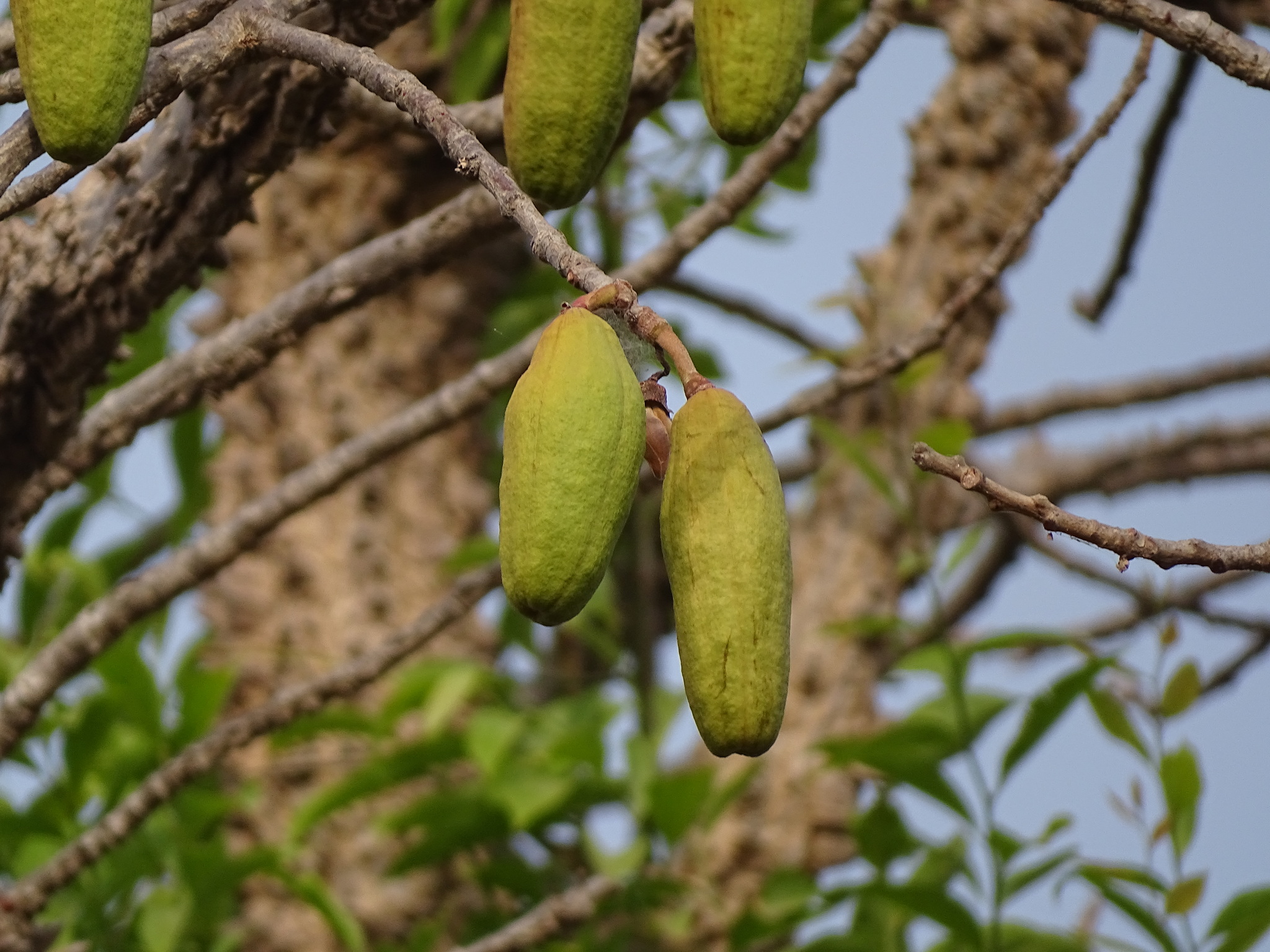 Bombax costatum Pellegr. & Vuillet