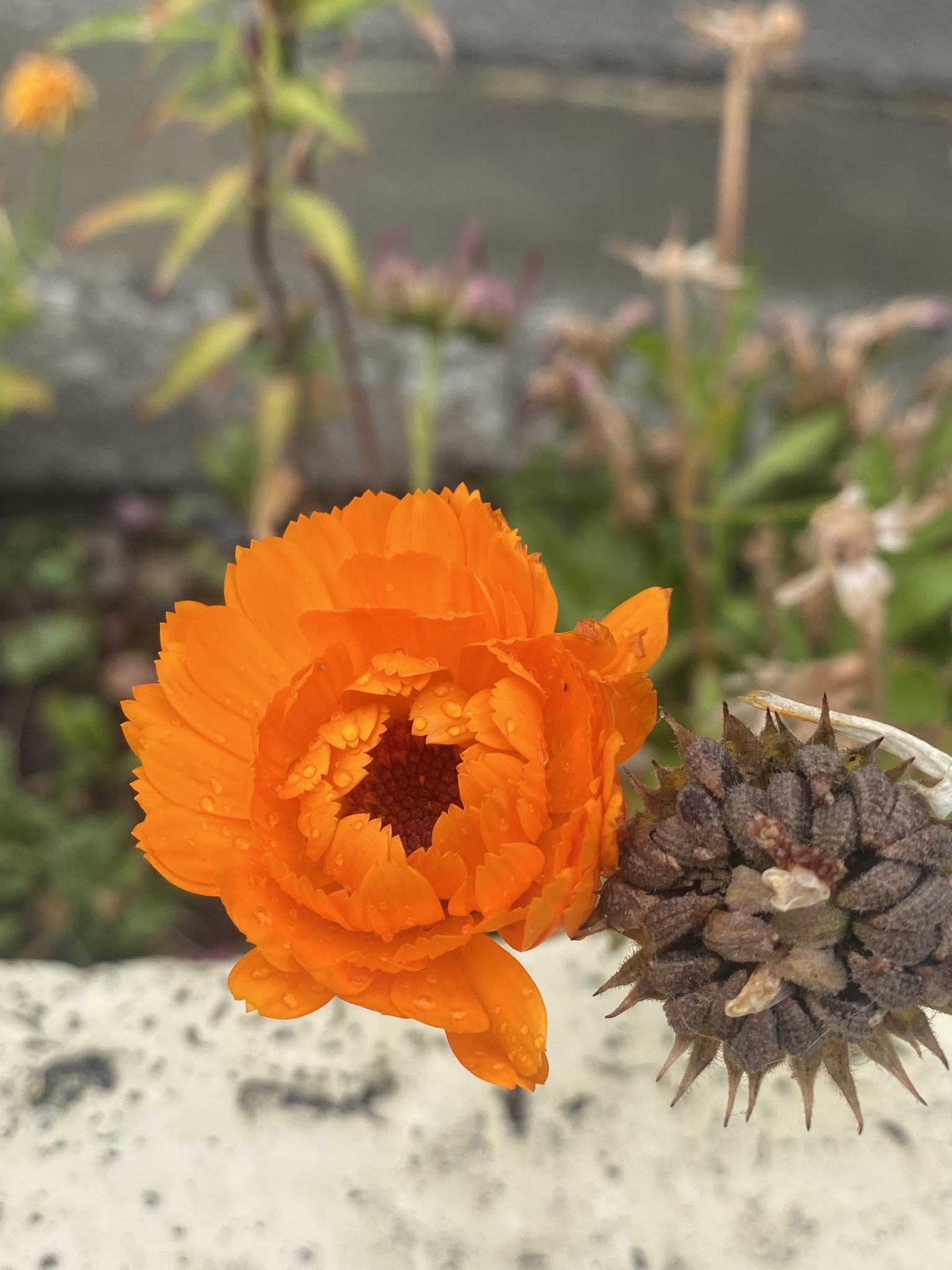 Calendula officinalis L.