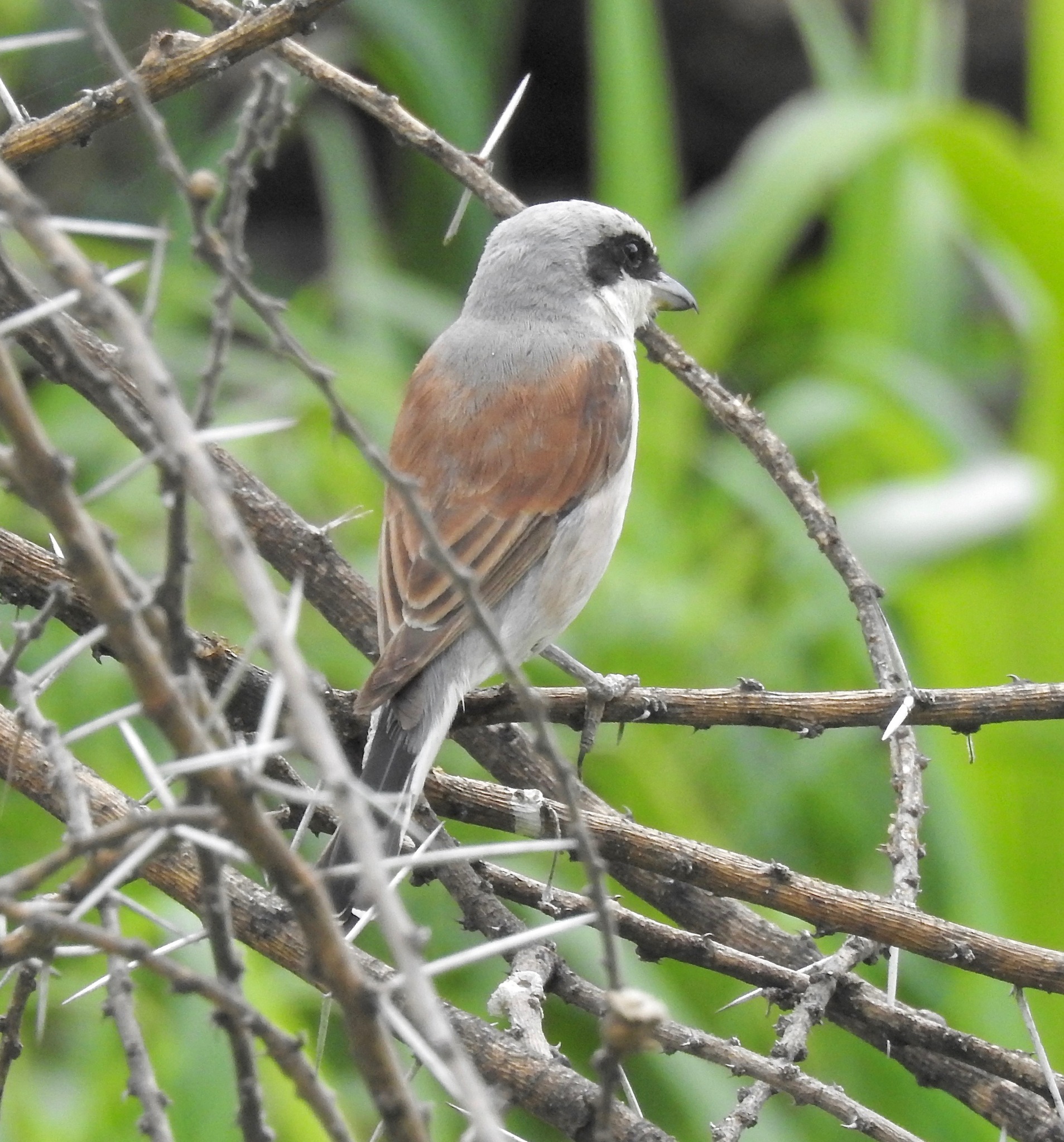 Lanius collurio Linnaeus, 1758