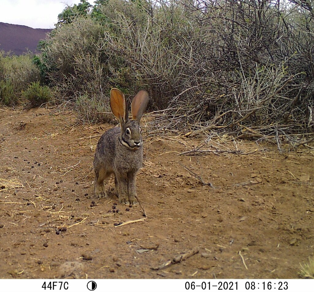 Riverine Rabbit from Namakwa District Municipality, South Africa on ...