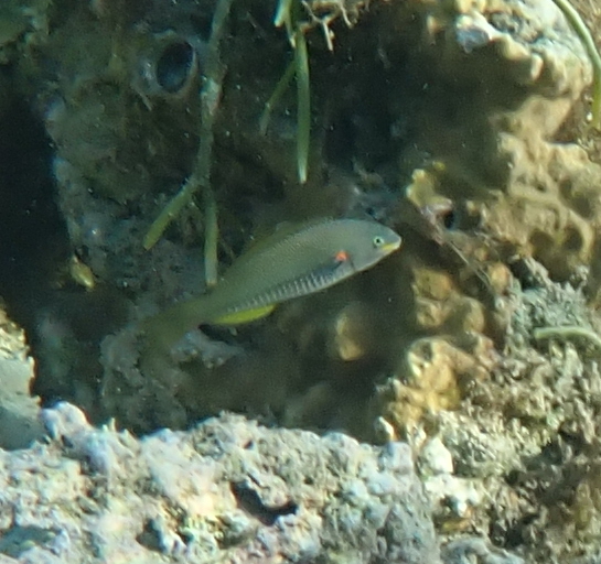 Stethojulis albovittata (Bonnaterre, 1788)